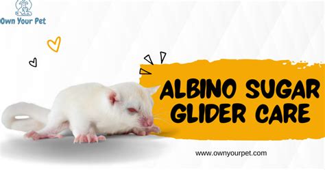 Albino Sugar Glider Care Essential Tips For A Healthy Pet Own Your Pet