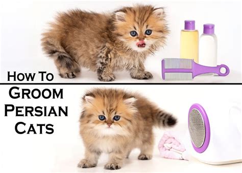 Grooming Ethereal Persians