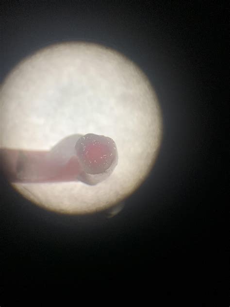 Ghost Pipe Flower Under A Microscope R Druggardening