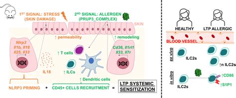Proposed Model For Skin Mediated Allergy Sensitization And Observations