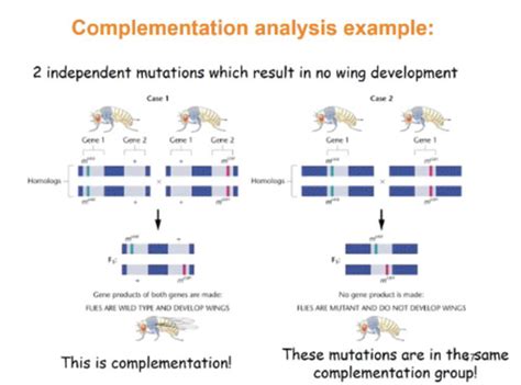 Genetics Chapter 4 Flashcards Quizlet