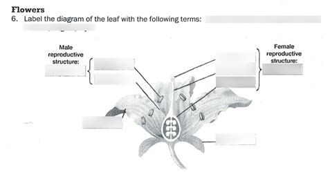 Diagram Of Flower Diagram Quizlet