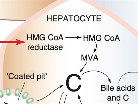 Simvastatin Flashcards Quizlet