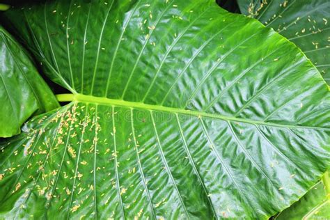背景，热带植物的绿叶 库存图片 图片 包括有 春天 结构树 叶子 植物群 背包 异乎寻常 框架 168429101
