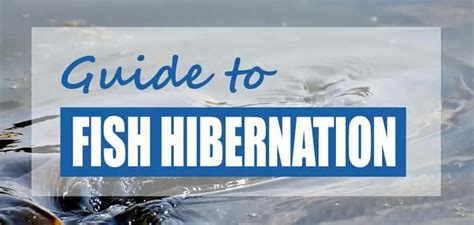 Do Pond Fish Hibernate Explained Pond Informer