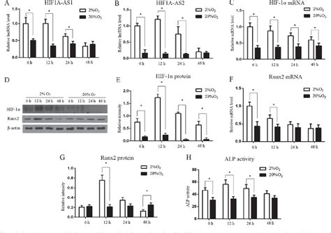 Figure 2 From Comparison Of Hif1a‑as1 And Hif1a‑as2 In Regulating Hif