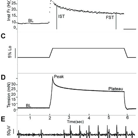 Data Analysis Procedure A Raw Trace Of Muscle Spindle Afferent