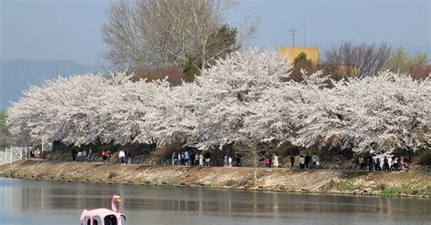 춘천 벚꽃 활짝