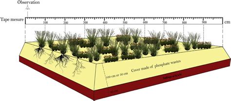 Schema Of Line Intercept Transect Installed Over The Flat Cell Download Scientific Diagram