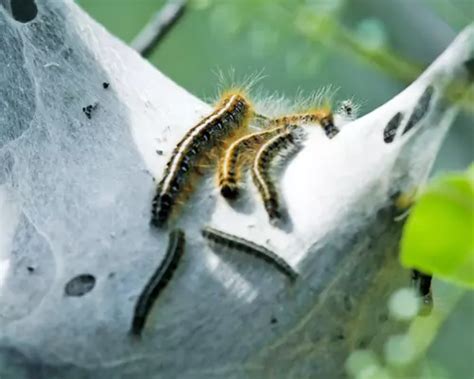 How To Get Rid Of Webworms In Trees Organically Novobac