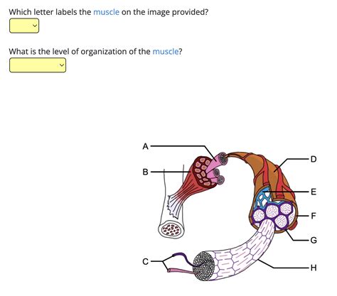New Anatomy Physiology Resource Positive A P Muscular System Review