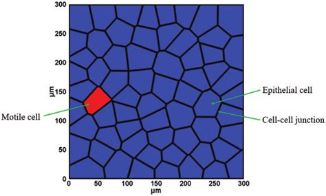 Geometry Model Of The Epithelial Monolayer Sheet Download Scientific Diagram