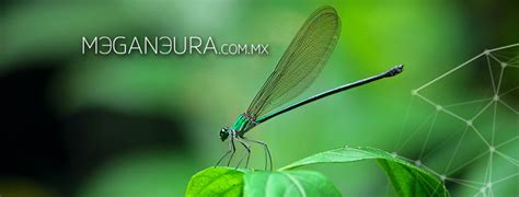 Meganeura