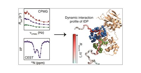 Deciphering The Dynamic Interaction Profile Of An Intrinsically Disordered Protein By Nmr