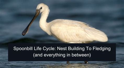 Spoonbill Life Cycle Nest Building To Fledging And Everything In Between Binocular Base