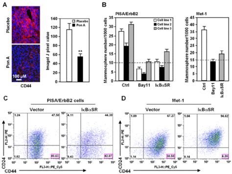 Nf κ B Promotes Breast Tumor Stem Cell Marker Expression And