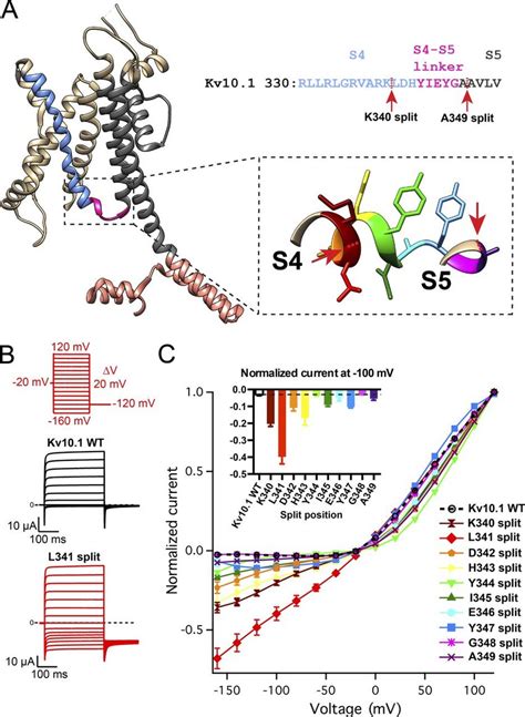 Single Molecule Colocalization Between Fluorescently Tagged Vsd And Pd