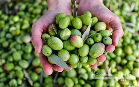 أسماء نبات بحرف الزاي توابل وأعشاب بحرف ز موقع قبيلة