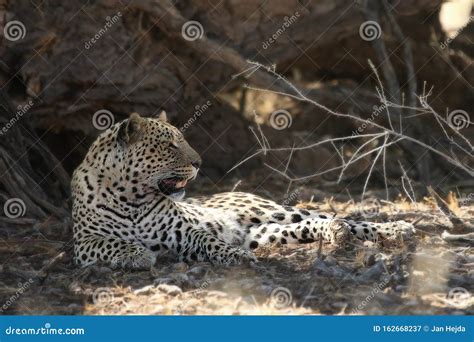 The African Leopard Panthera Pardus Pardus Calmly Lying Under The Tree
