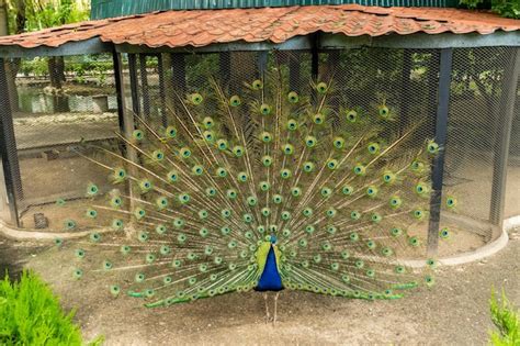 Peacock Zoo Pete The Peacock Remains On The Lam About Two Months After