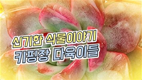 분갈이 신기한 다육이들 Youtube