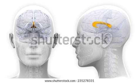 Female Corpus Callosum Brain Anatomy Isolated Stock Illustration 235278331 Shutterstock