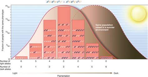 WebQuest Genetics II