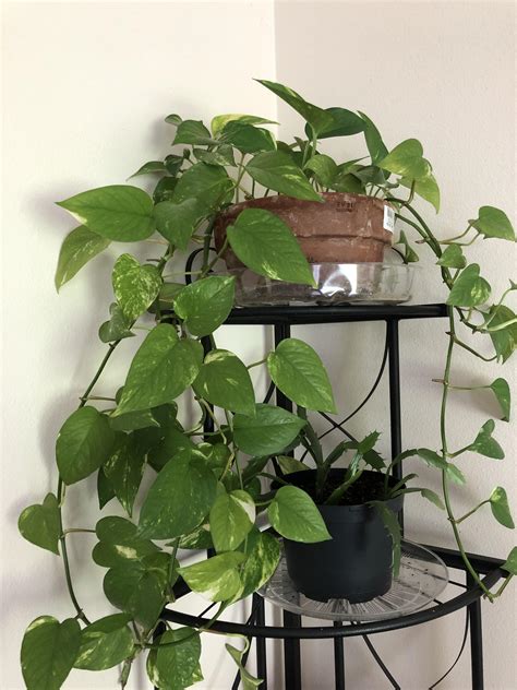 My Moms Plant I Took A Few Cuttings From It And Need Help With