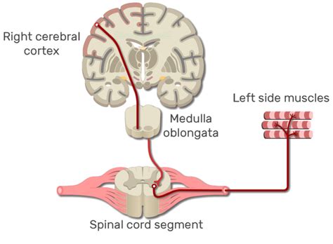 Primary Motor Cortex