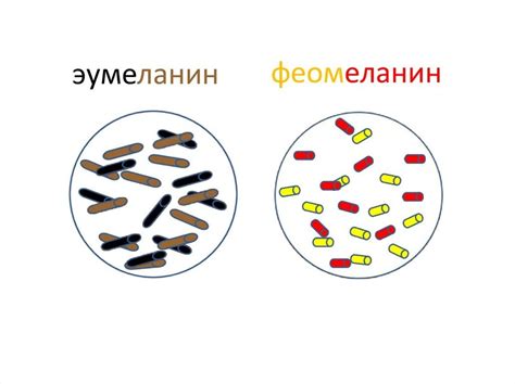 Почему в природе нет синего или зеленого цвета волос?