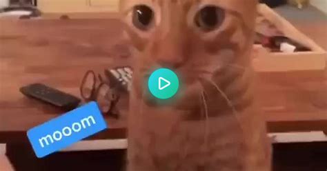 Cuteness Overload D Album On Imgur