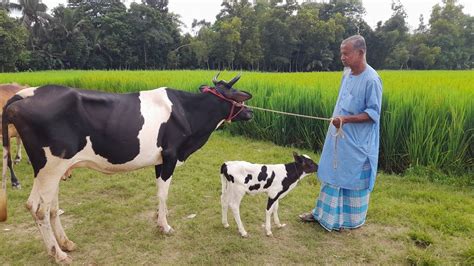 কুমিল্লার হাট থেকে ফ্রিজিয়ান গাভী ও বাছুর এর দাম জানুন মিরশান্নী হাট