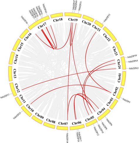 Segmental Duplication Analysis Of The Ntbzip Genes The Putative Download Scientific Diagram