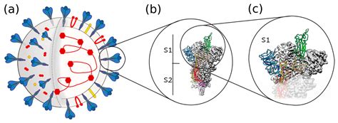 Secondary Structures Of Mers Cov Sars Cov And Sars Cov 2 Spike Proteins Revealed By Infrared