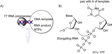 Pseudouridine And N1 Methylpseudouridine As Potent Nucleotide Analogues For Rna Therapy And