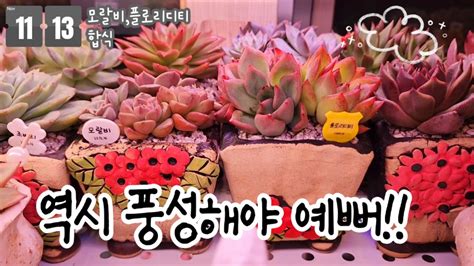 역시 다육이는 합식이든 자연군생이든 적심군생이든 얼굴수가 많아야 예쁜건 사실이에요☺️ Youtube