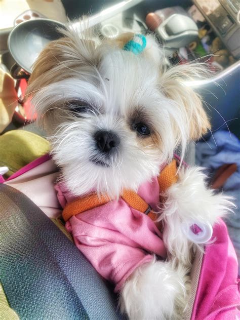 Annabelle before bed!! : r/Shihtzu