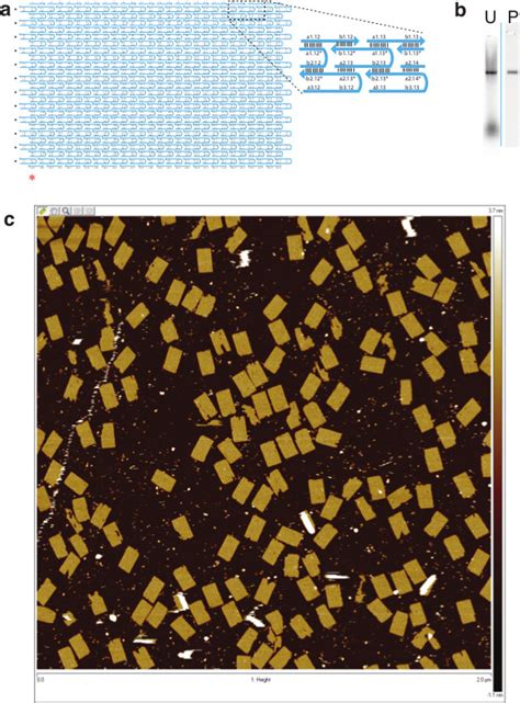 Self Assembly Of Complex Two Dimensional Shapes From Single Stranded Dna Tiles Scientific