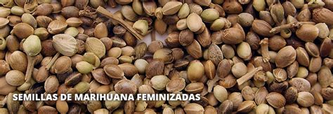 Venta De Semillas De Marihuana Regulares PowerCogollo