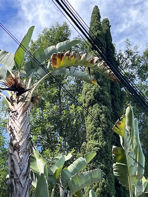 Question Regarding Pruning Rplantclinic