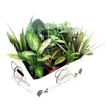 Pack De 12 Plantas De Interior Mix Variadas