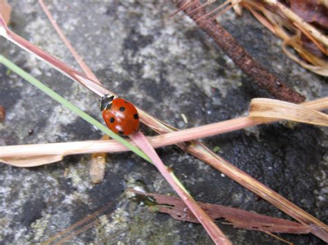 Ladybug By Fishswamp On Deviantart