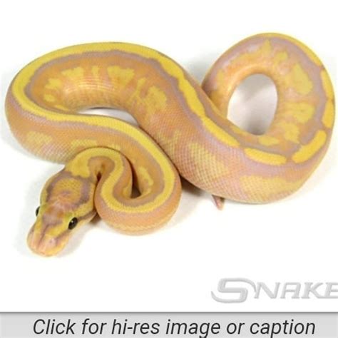 rattlesnacks ltd don t look directly at her 😎☀️🙈🧑🏼‍🦯