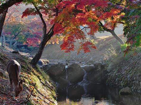 紅葉と鹿 by K T O K ID11450139 写真共有サイト PHOTOHITO
