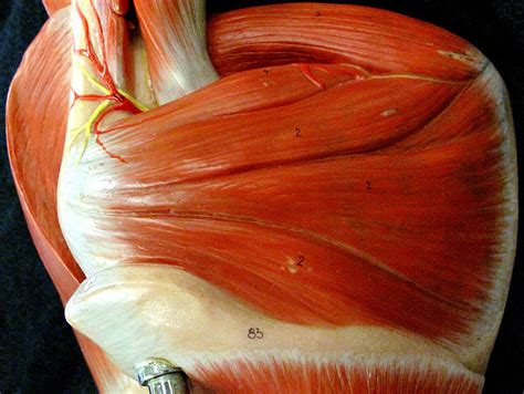 Muscles Of Upper Limbs Diagram Quizlet