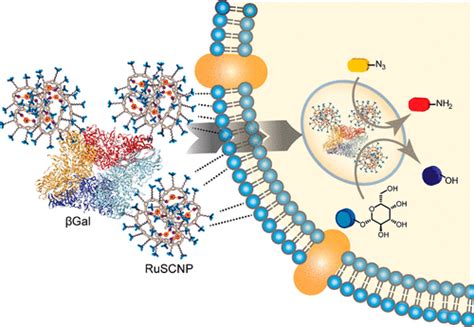 Intramolecularly Cross Linked Polymers From Structure To Function With Applications As