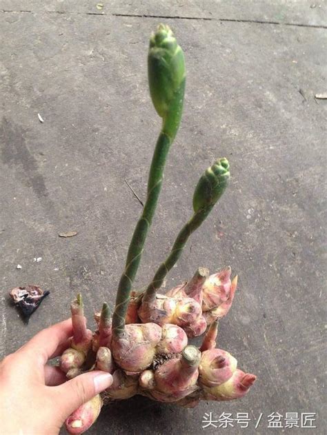 陽台盆栽生薑夠吃三年但也要會種植方法 每日頭條