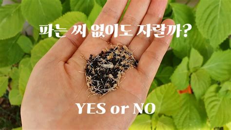 씨 없이 자라는 파가 있다 없다 Youtube