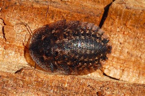 Pin By Anonymousbosch On Blattodea Roaches Mammals Cute Animals