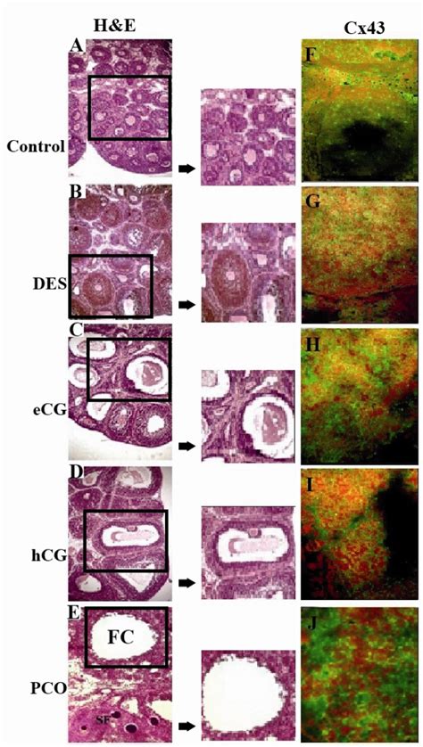 Modulation Of Cx43 And Gap Junctional Intercellular Communication By Androstenedione In Rat